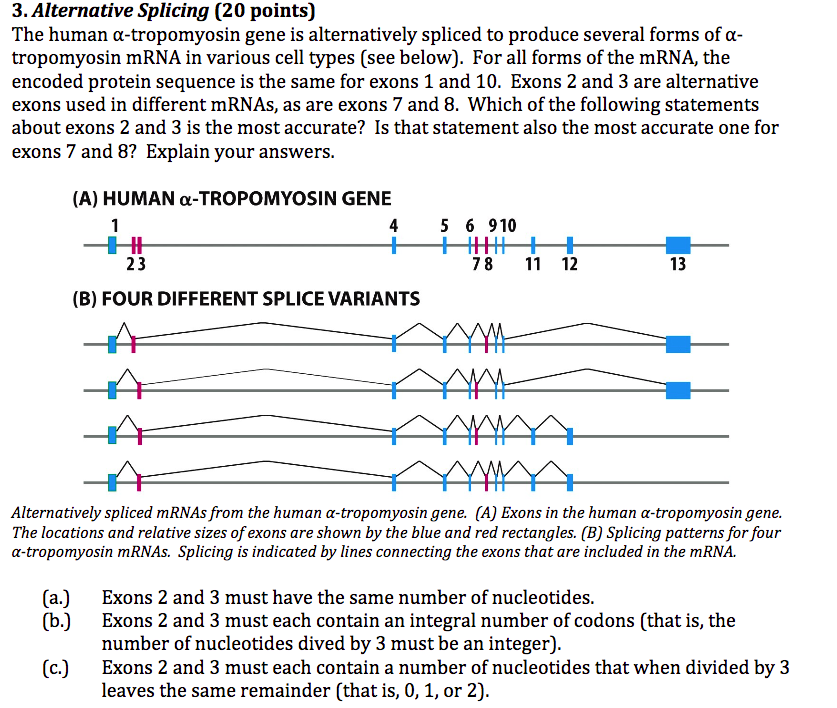 Solved 3. Alternative Splicing (20 points) The human | Chegg.com