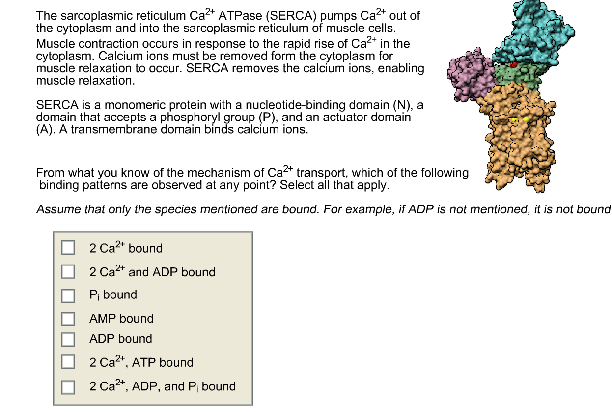 Solved The sarcoplasmic reticulum Ca^2+ ATPase (SERCA) pumps | Chegg.com
