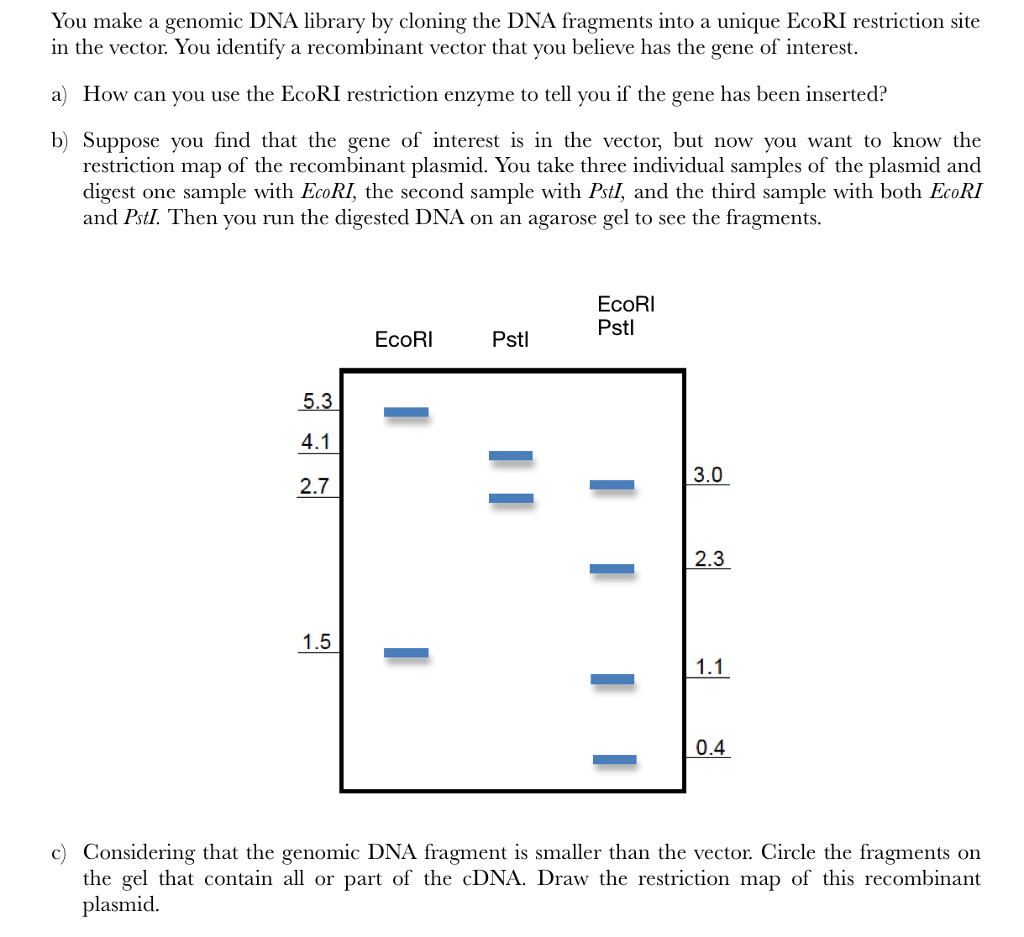 Solved You make a genomic DNA library by cloning the DNA | Chegg.com