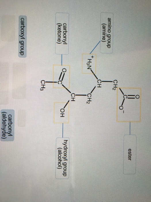 Solved Label the highlighted functional groups in this | Chegg.com