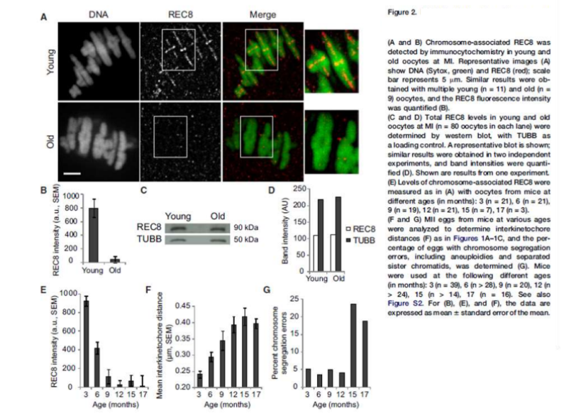 Research Question: Is the cohesin protein REC8 | Chegg.com