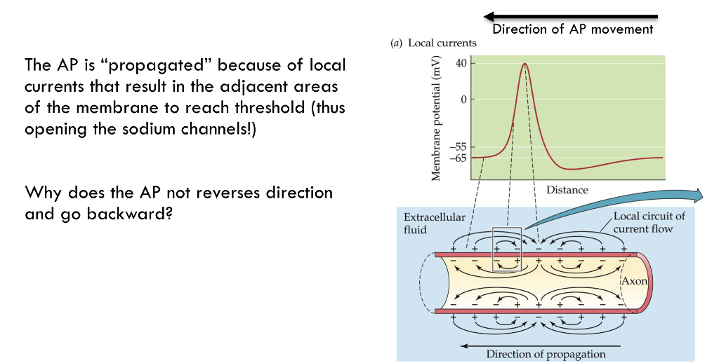 Solved Direction of AP movement (a) Local currents S40 The | Chegg.com