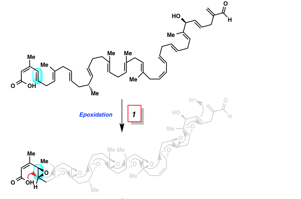 Solved Question The biosynthesis of brevetoxin B is thought | Chegg.com