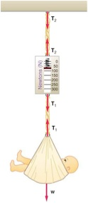 Solved Figure 12: A baby is weighed using a spring | Chegg.com