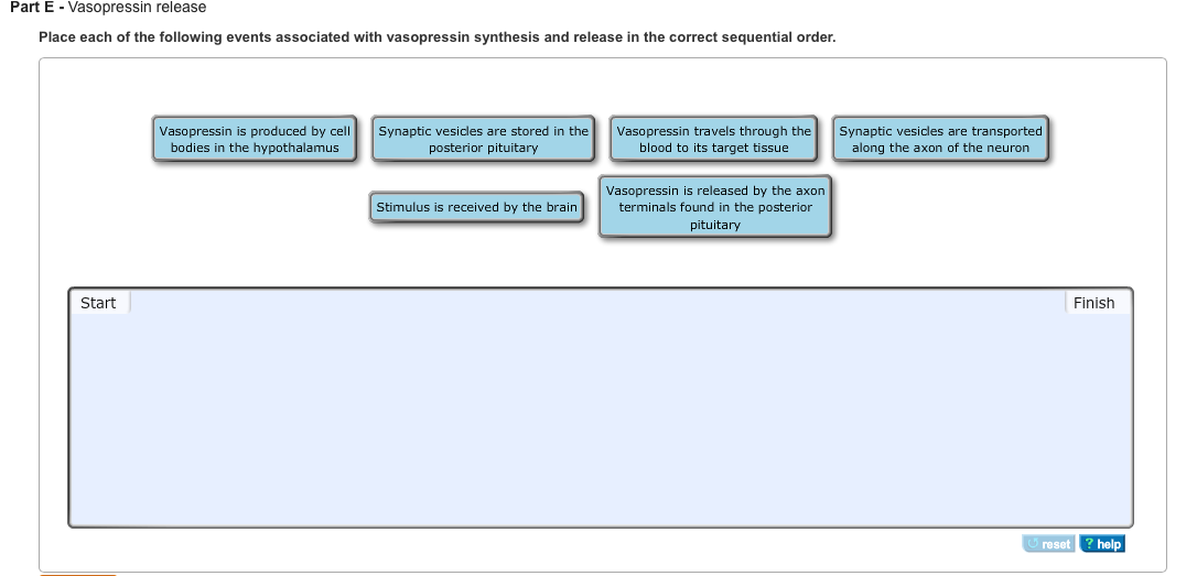 Solved Synaptic vesicles are stored in the posterior | Chegg.com