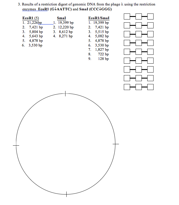 Solved 3. Results of a restriction digest of genomic DNA | Chegg.com
