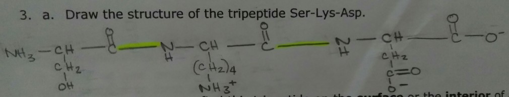 Solved is this the correct drawing of Ser-Lys-Asp? Also, | Chegg.com