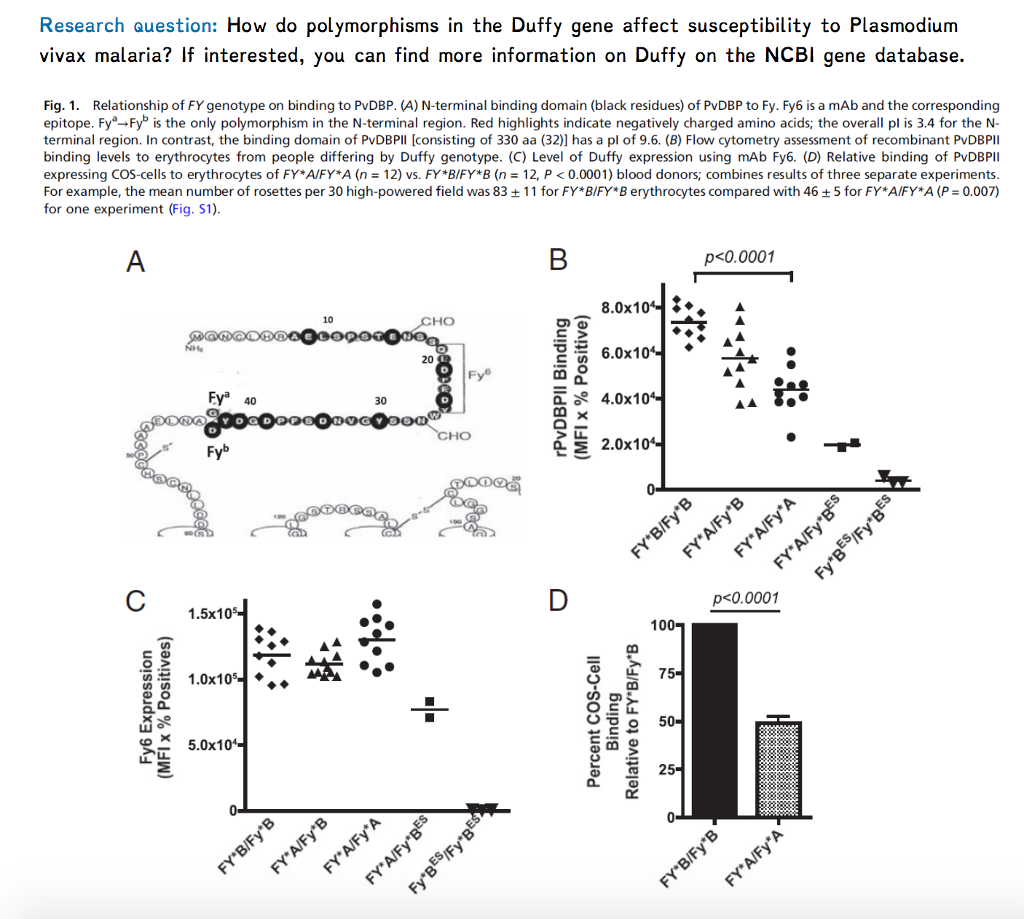 Solved How do polymorphisms in the Duffy gene affect | Chegg.com