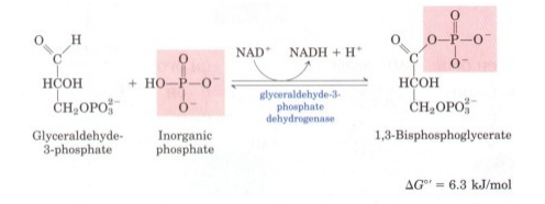 Glyceraldehyde-3-Phosphate Dehydrogenase (GAPDH) is a | Chegg.com