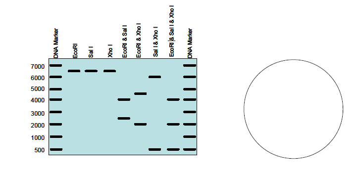 Solved Draw a map of the plasmid that would yield the | Chegg.com