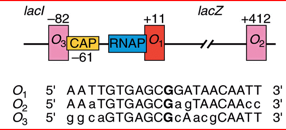 Solved The lac region has been shown to contain three | Chegg.com
