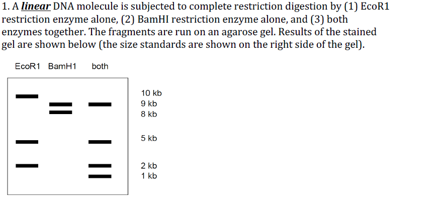 Solved 1. A linear DNA molecule is subjected to complete | Chegg.com