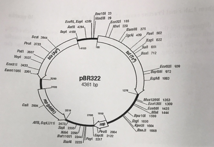 Solved os. Given below is the restriction map of a circular | Chegg.com