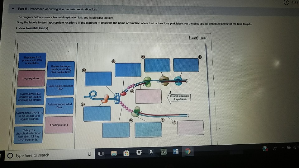 Solved Part B Processes occurring at a bacterial replication | Chegg.com Solved Part B Processes occurring at a bacterial replication | Chegg.com