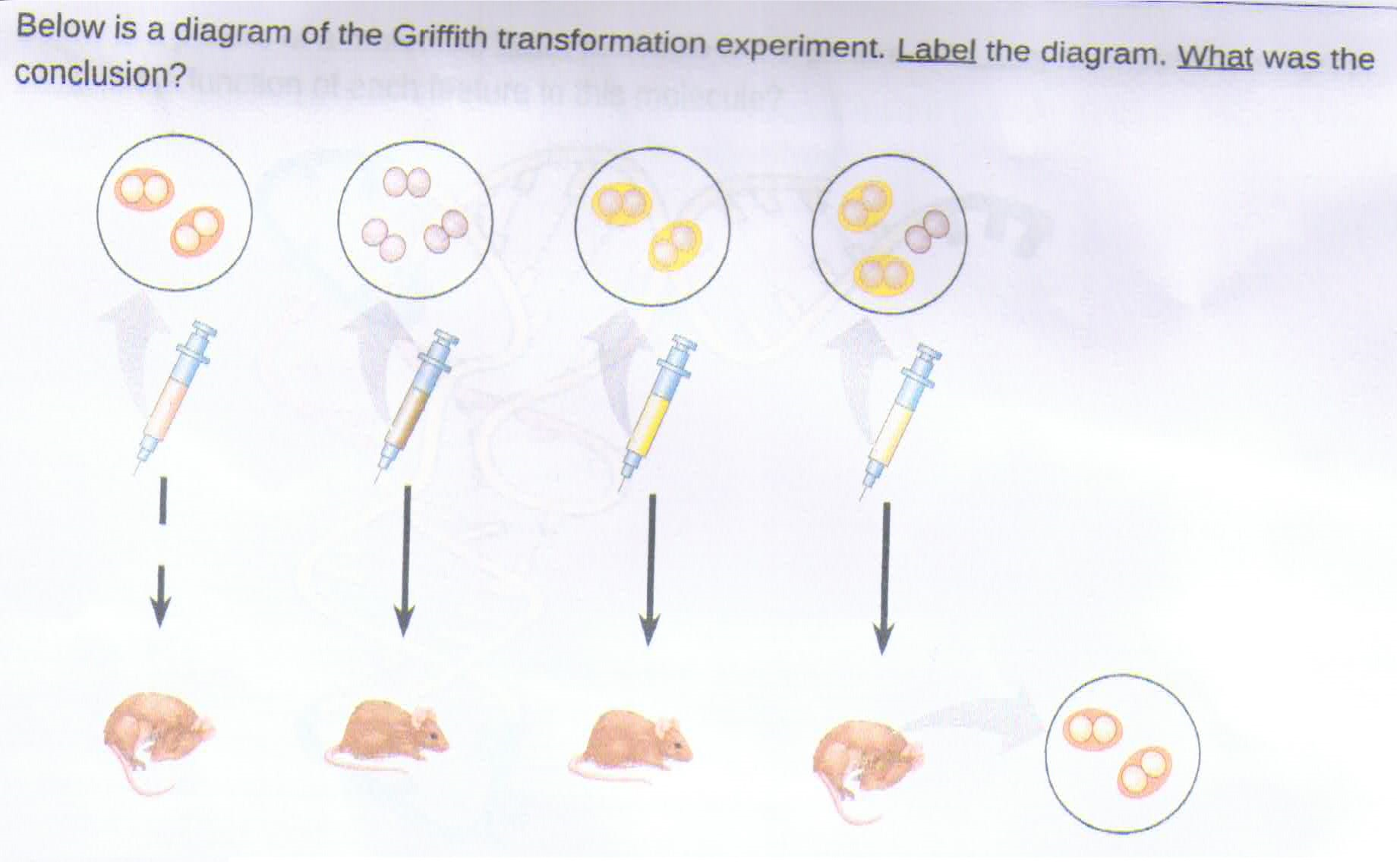 Solved Below Is A Diagram Of The Griffith Transformation Chegg solved-below-is-a-diagram-of-the-griffith-transformation-chegg