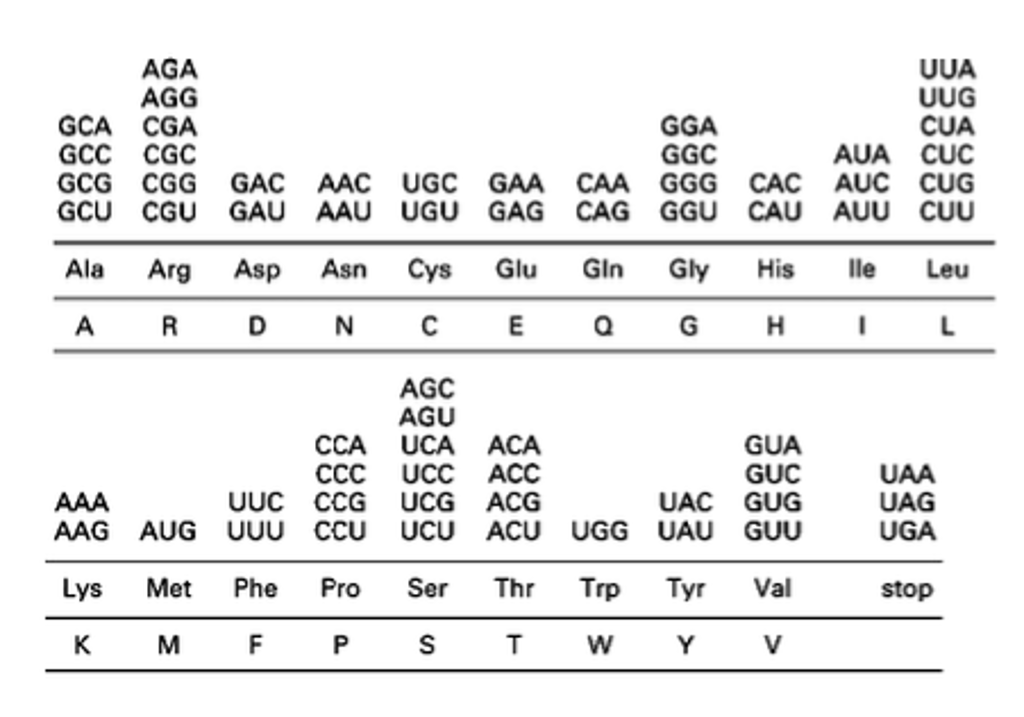 Solved The following DNA sequence is in the middle of a | Chegg.com