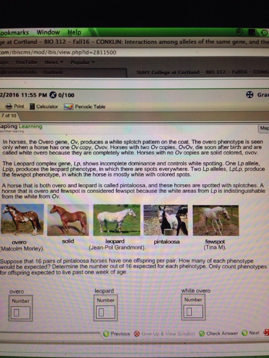 Solved In horses, the Overo gene, Ov, produces a white | Chegg.com