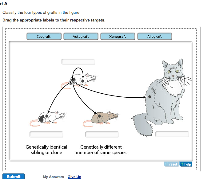 Solved Classify the four types of grafts in the figure. | Chegg.com