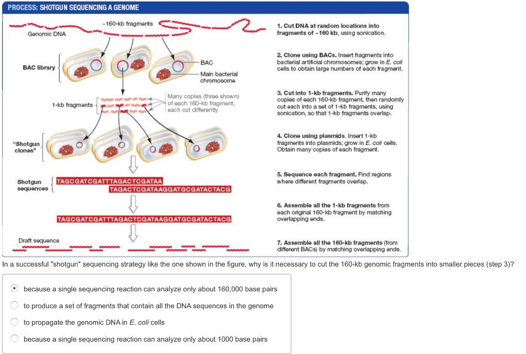 Solved PROCESS: SHOTGUN SEQUENCING A GENOME -160-kb | Chegg.com