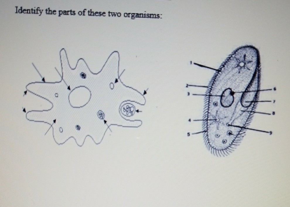 Solved Identify the parts of these two organisms: | Chegg.com