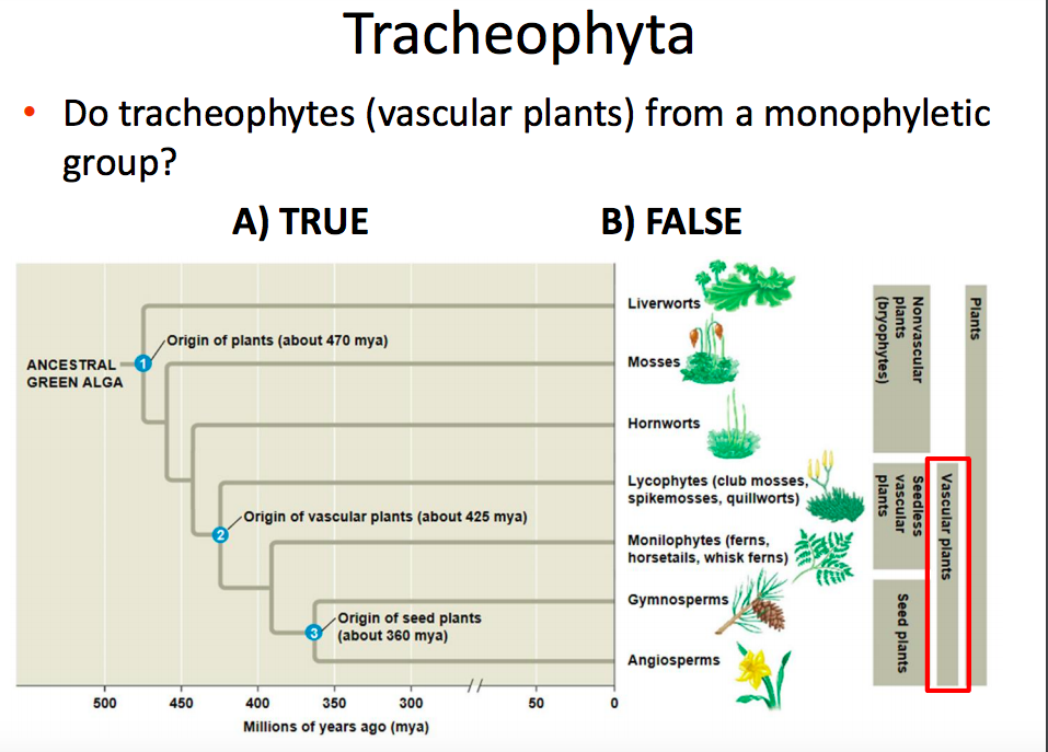 Tracheophytes Plants