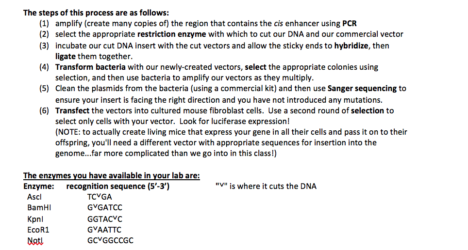 Solved Your lab specializes in mouse fibroblast gene | Chegg.com
