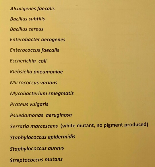Solved Alcaligenes faecalis Bacillus subtilis Bacillus | Chegg.com
