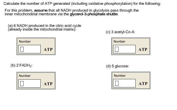 Solved Calculate the number of ATP generated (including | Chegg.com