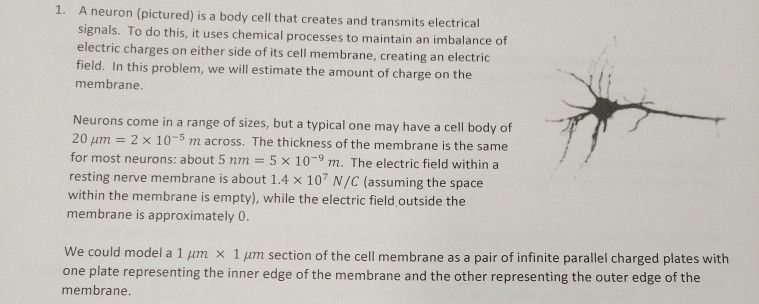 Solved 1. A neuron (pictured) is a body cell that creates | Chegg.com