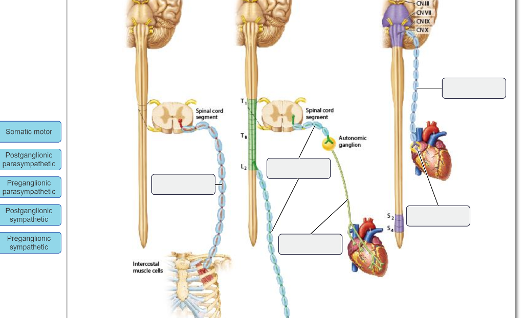 Solved CN II CN VI CN X Spinal cord segment Spinal cord | Chegg.com