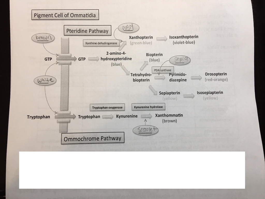 Solved Pigment Cell of Ommatidia Pteridine Pathway orown | Chegg.com