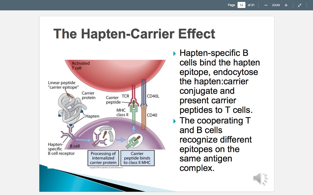 Solved How can B cells and T cells be activated by the same | Chegg.com