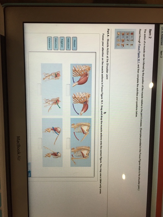 Solved The action of a muscle can be informed by the | Chegg.com