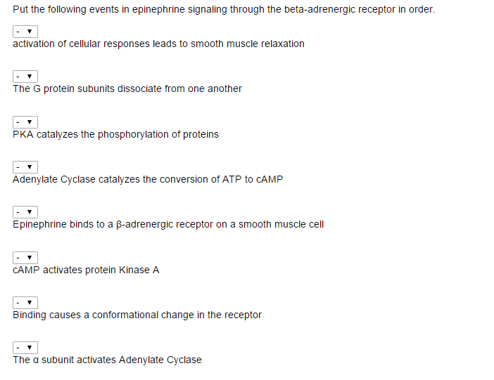Solved Put the following events in epinephrine signaling | Chegg.com