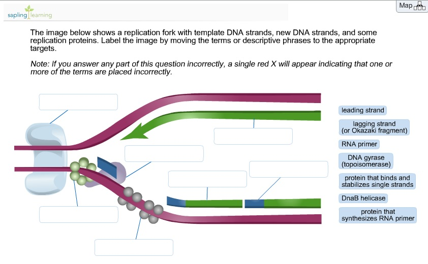 Solved: The Image Below Shows A Replication Fork With Temp... | Chegg.com
