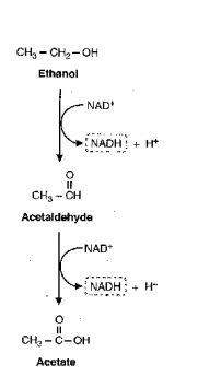 Solved The acetic acid bacteria grow on ethanol, converting | Chegg.com