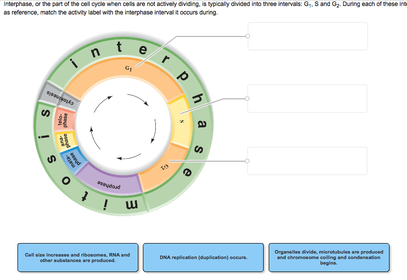 Solved Interphase, or the part of the cell cycle when cells | Chegg.com