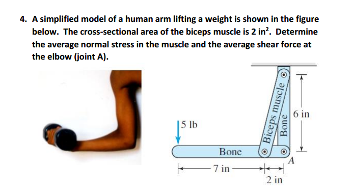 Solved 4. A simplified model of a human arm lifting a weight | Chegg.com