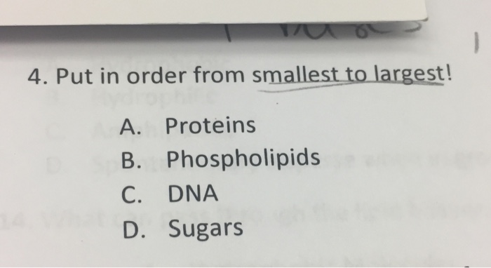 Solved Put in order from smallest to largest! Proteins | Chegg.com