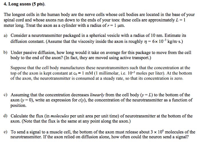 Solved The Longest Cells In The Human Body Are The Nerve Chegg