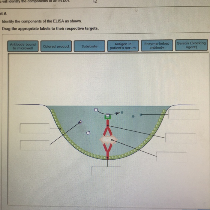 Solved Identify the components of the ELISA as shown. Drag | Chegg.com