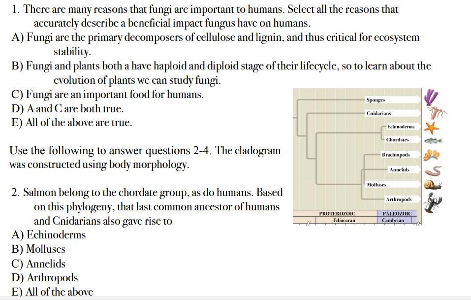 Solved PROTEROTOIC Ediacaran Sponges Cnidarians Echinoderms | Chegg.com
