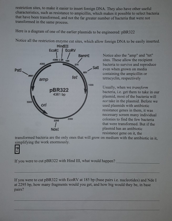 Solved restriction sites, to make it easier to insert | Chegg.com