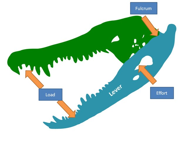 (2) Below is a diagram of an alligator skull. | Chegg.com
