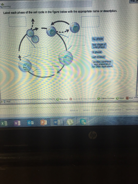 Solved Label each phase of the cell cycle in the figure | Chegg.com