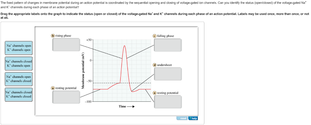 Solved The fixed pattern of changes in membrane potential | Chegg.com