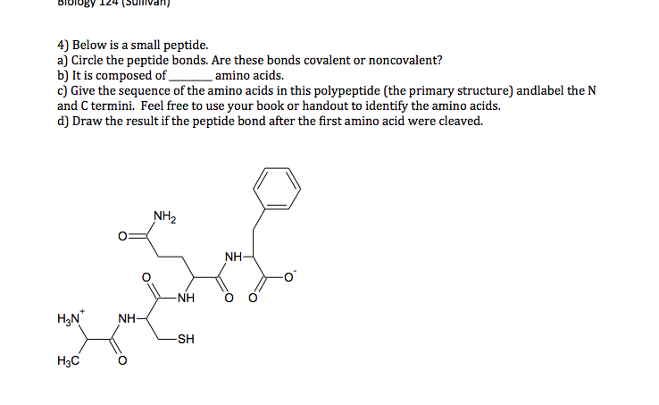 Solved 4) Below is a small peptide. a) Circle the peptide | Chegg.com