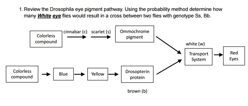 Solved Review the Drosophila eye pigment pathway. Using the | Chegg.com