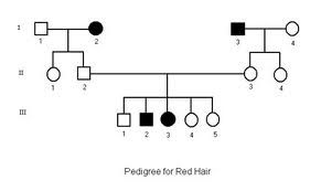 Solved In the following pedigree for red hair what is the | Chegg.com