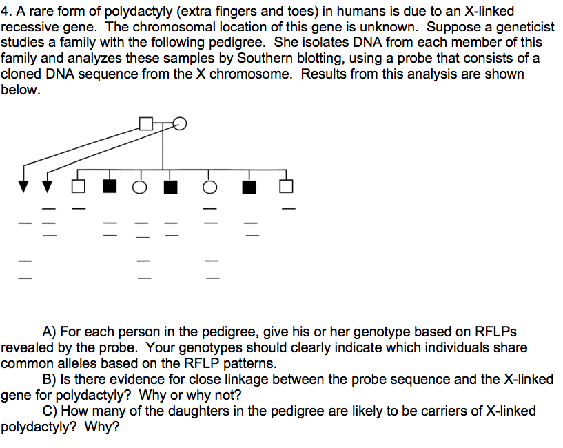 Solved 4. A rare form of polydactyly (extra fingers and | Chegg.com